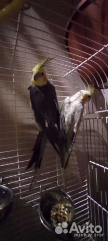 Продам двух попугаев