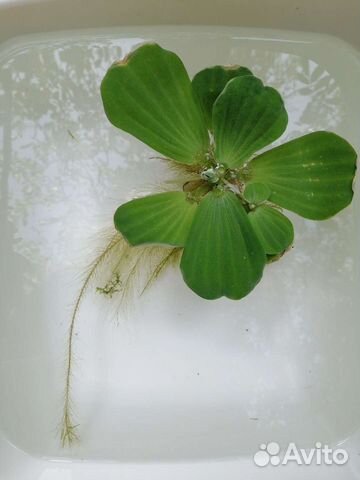 Пистия, аквариумное растение