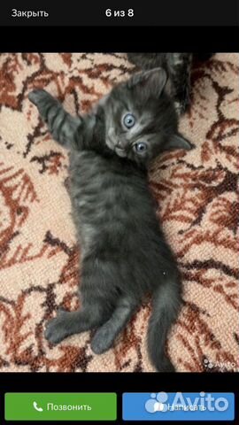 Котята в добрые руки, два мальчика и девочка