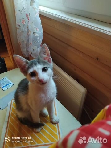 Котенок