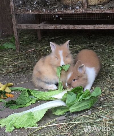 Декоративные кролики