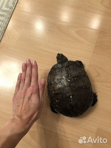 Красноухая черепаха