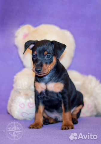 Щенки цвергпинчера - мальчик