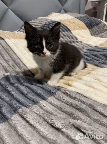 Котёнок бесплатно