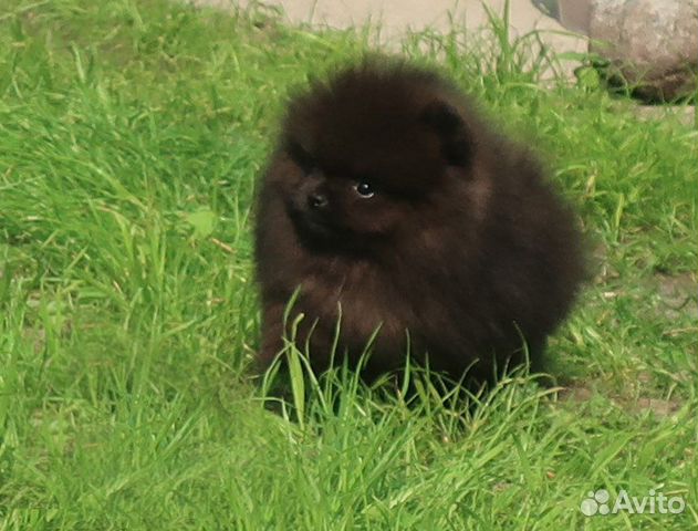 Шпиц девочка. Черна жемчужина