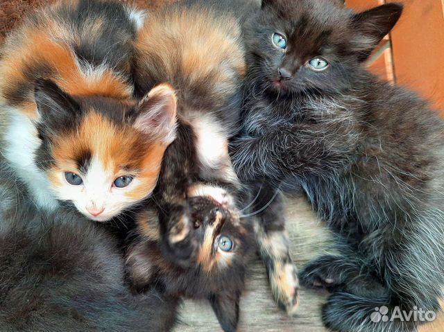 Кошечки пушистые