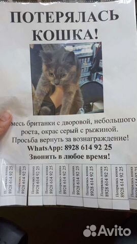 Потерялась кошка