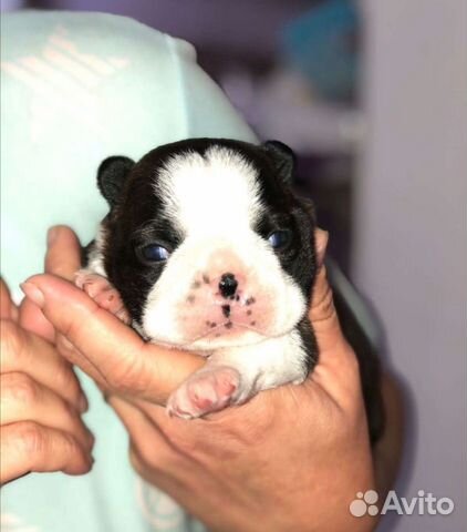 Собаки щенки