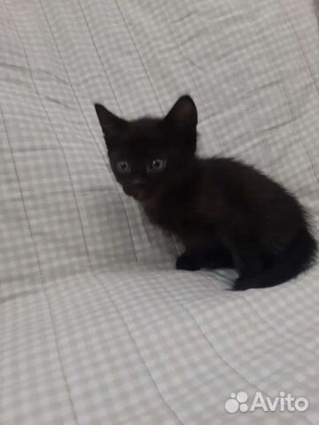 Котенок