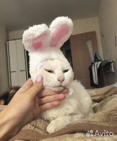 Луча Белуча ищет дом