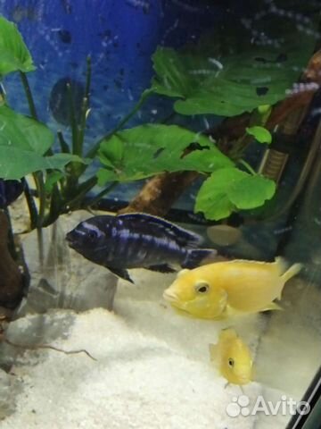 Аквариумные рыбки