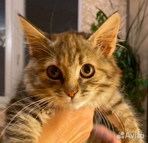 Почти Сибирячка