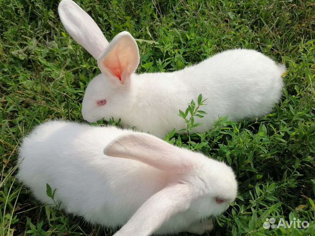 Кролики паноны