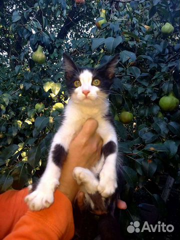 Котик из рекламы Феликс)