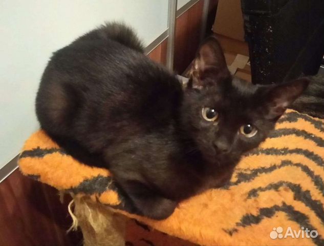 Чёрный котенок Морис 4 мес