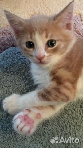 Персиковый котенок мальчик