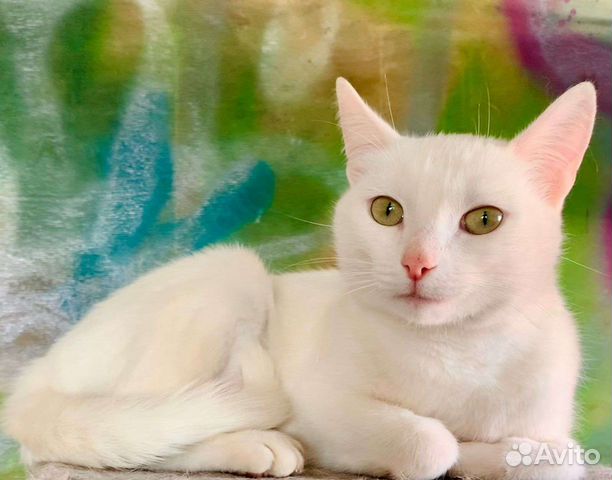 Кошка Снежа