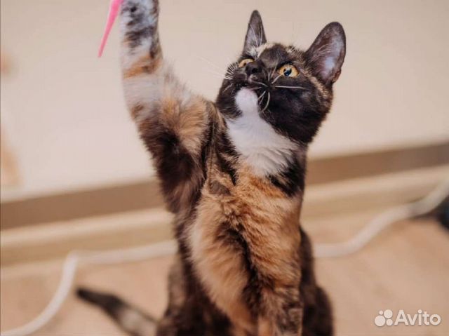 Артистка Клёпа, трёхцветная кошка 2 года