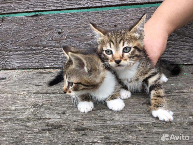 Котята домашние здоровые 1 мес
