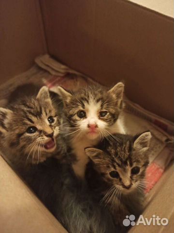 Котята в добрые руки бесплатно