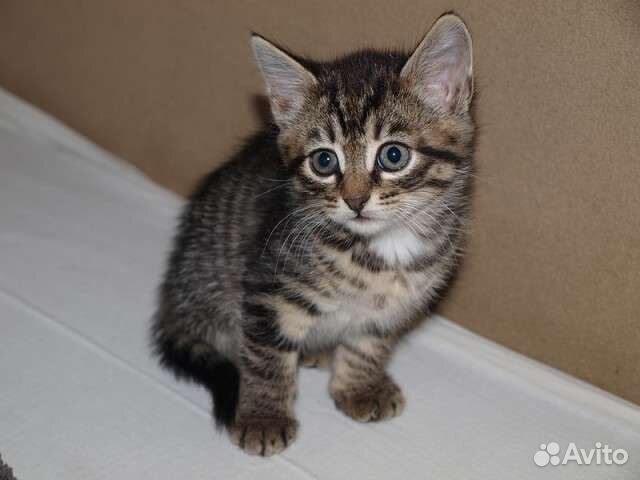 Кошки в добрые руки бесплатно