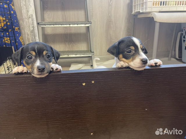 Щенки Джек рассел терьер