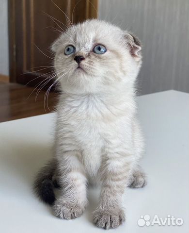 Шотландская вислоухая кошечка