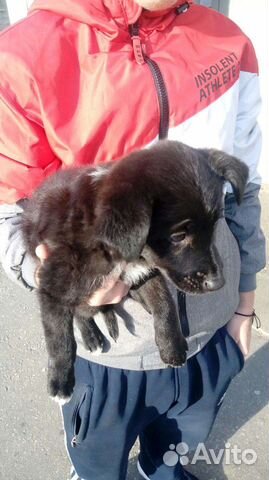 Собака в добрые руки щенок