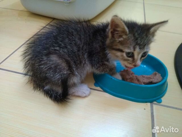 Котенок 1 мес