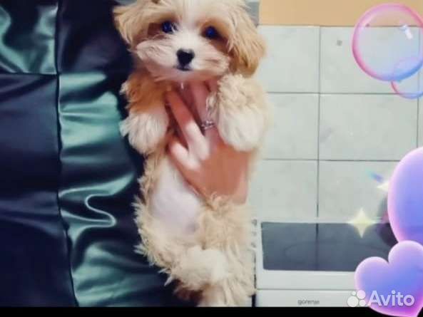 Ф1 принцесса мальтипу