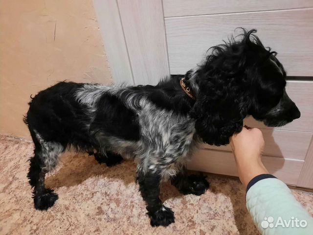 Русский спаниель