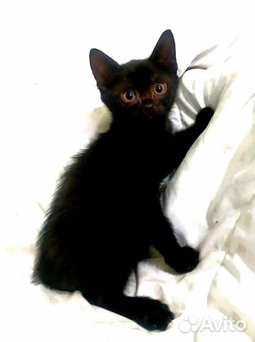 Чернушка 2 месяца