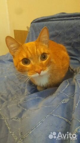 Котик Санни (до года)