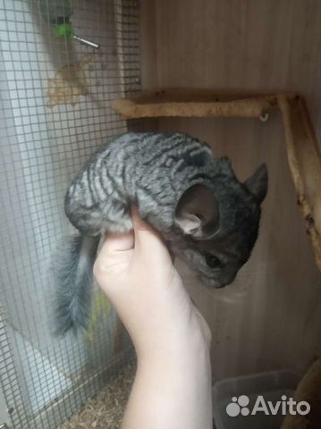 Шиншиллёнок