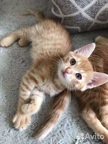 Котята в добрые руки, 3 мальчика, ласковые игривые