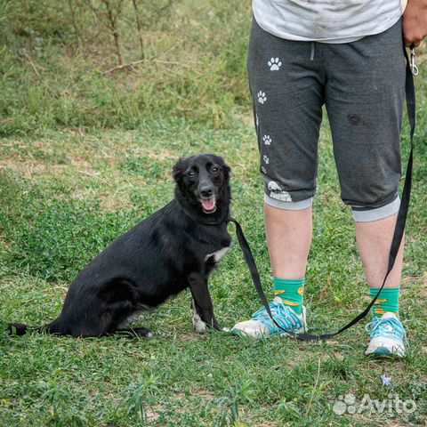 Ищет лучший дом небольшая собачка Сара