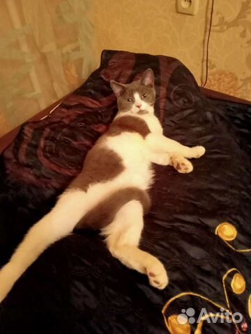 Отдам кота Кузьму