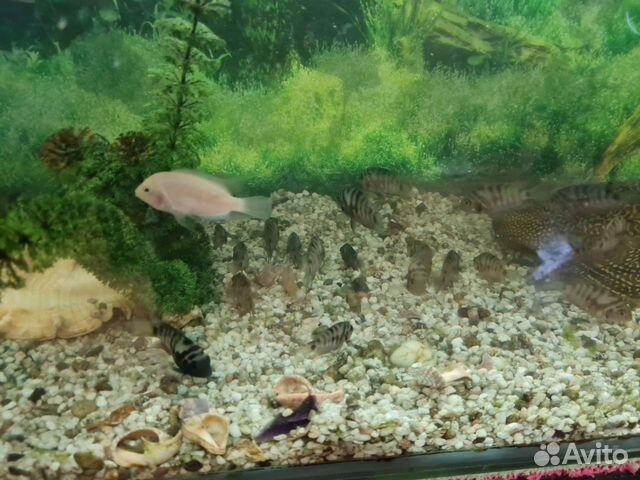 Аквариумные рыбки