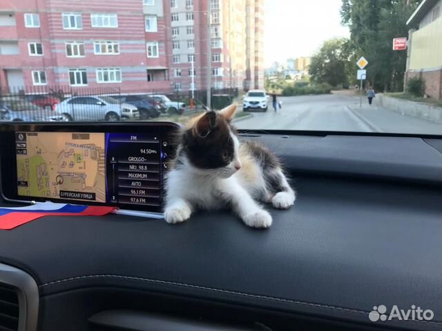 Котенок Маруся в добрые руки