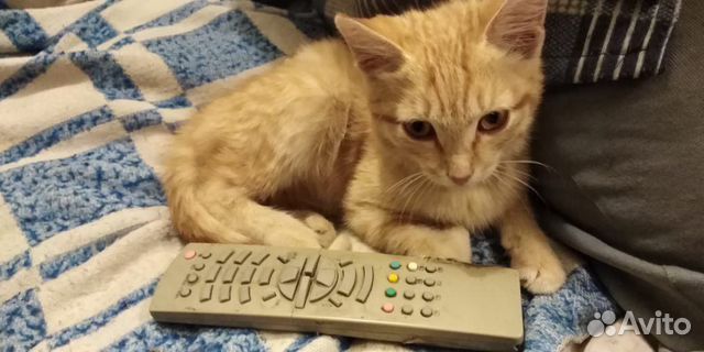 Котенок