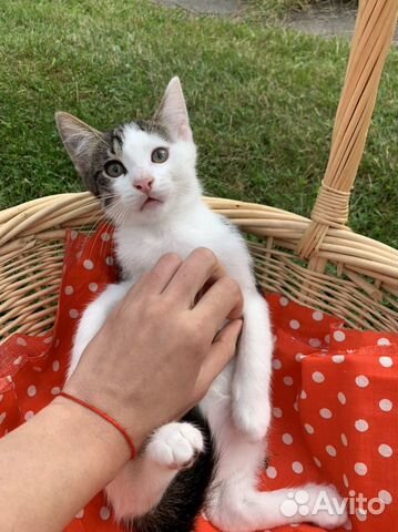 Котенок Пух в поисках семьи