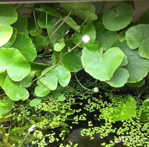 Аквариумное растение Гидрокотила белоголовая