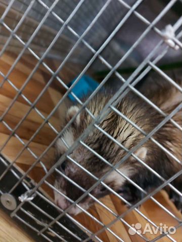 Хорек с клеткой