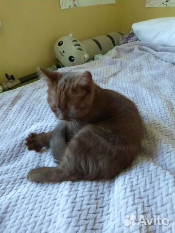 Кошка британка не вискоза ищем кота)