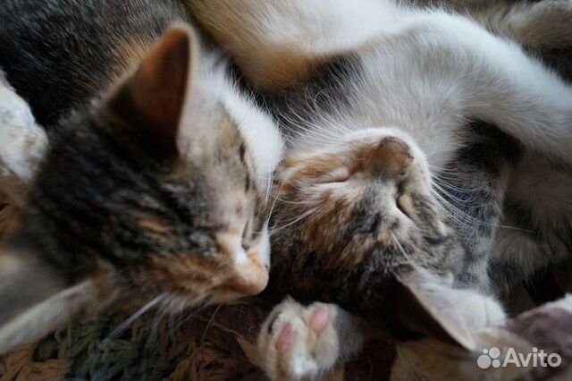 Котята