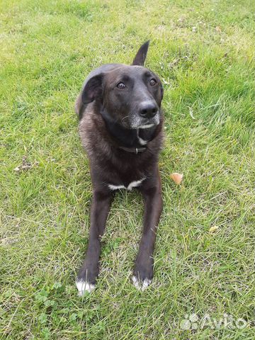 Отдам смышленую собаку в добрые руки