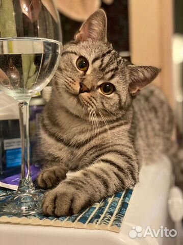 Котик ищет кошечку