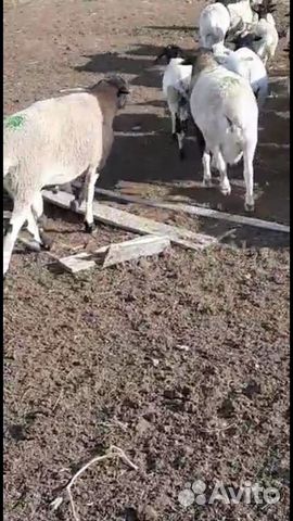 Дорпиры на племя