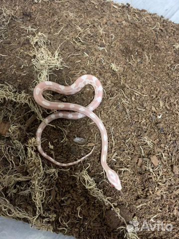 Матсовый полоз Snow