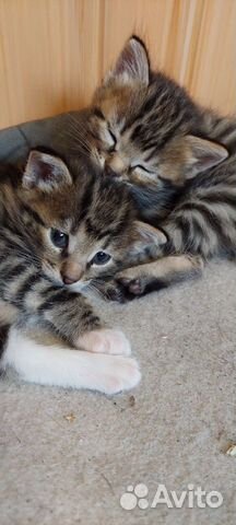 Котенок (девочка). С коротким хвостом